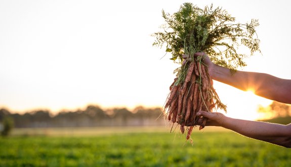 Our many years of experience | VanRijsingenGreen